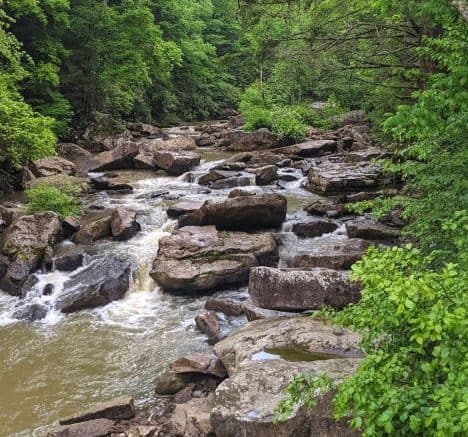 Tips for Traveling in Spring with Your Dog | Pennies, Places, and Paws