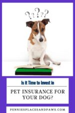 Dog Insurance: A Simple Way to Protect Your Furry Family Member or a ...