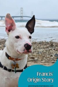 Francis’ Origin Story – 2023 | Pennies, Places, and Paws