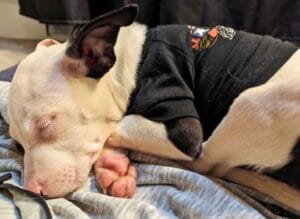 Francis’ Origin Story – 2023 | Pennies, Places, and Paws